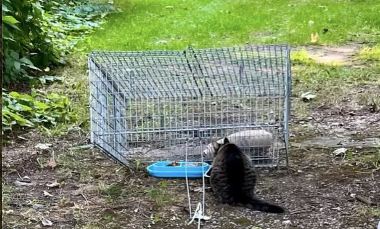 Drop trap tips! - RocKats